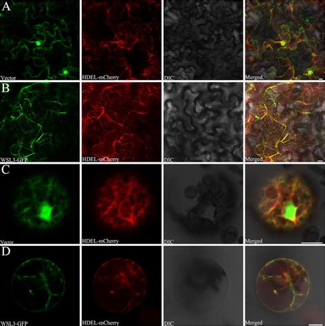 Subcellular Location Of Wsl3 Subcellular Localization Of Wsl3 In N