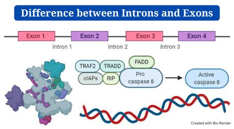 Introns And Exons Definition Differences Example Phd Nest