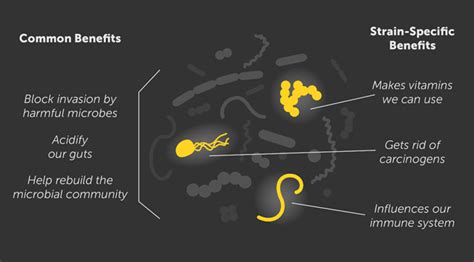 The Power Of The Bee Gut Microbiome
