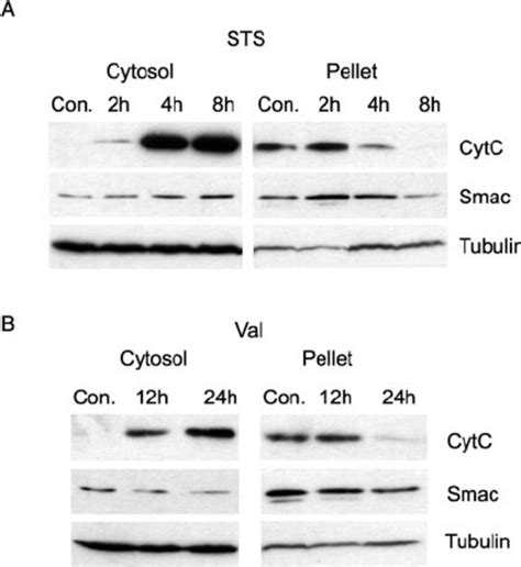 Differential Release Of Proapoptotic Factors Cytochrome C And Smac From