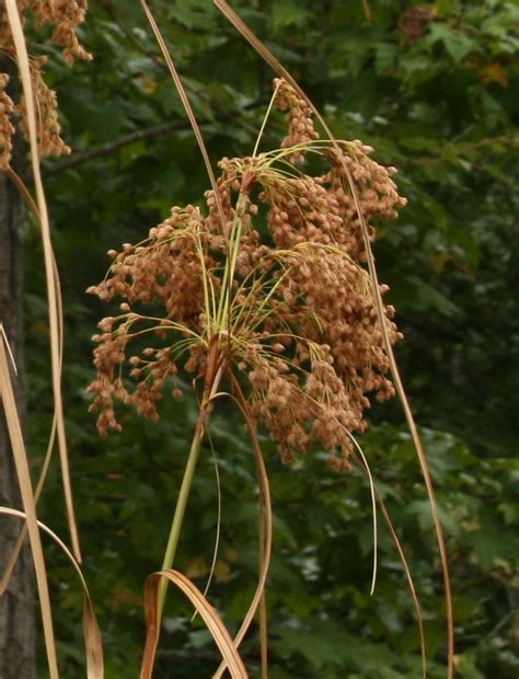 Woolgrass October 2017 Wildflower Of The Month John Clayton