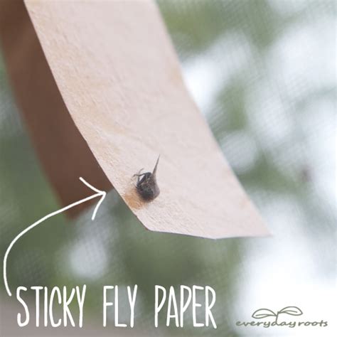 Get Rid Of Flies With Homemade Sticky Fly Paper