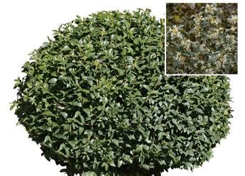 Osmanthus Burkwoodii Boule 75 80 Cm Central Jardin