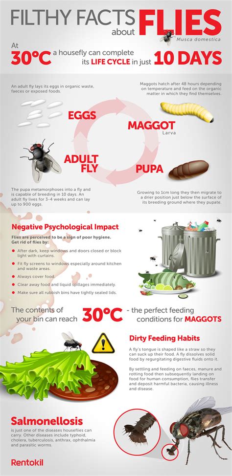 How To Prevent House Fly Transmitted Diseases