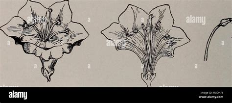 This 1905 Textbook Introduces Basic Concepts In Botany Covering Plant Biology Classification