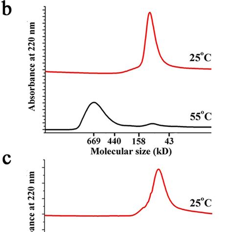 The C Terminal Domain Ctd Of Nusa Mediates Oligomerization A The Download Scientific