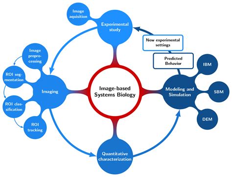 Systems Biology Modeling Analysis And Simulation At Gwen Mayer Blog