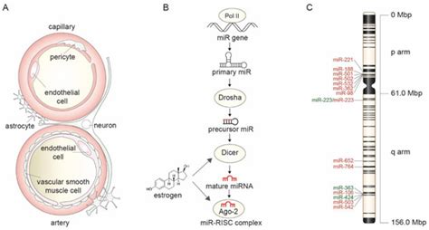 Sex Specific Micrornas In Neurovascular Units In Ischemic Stroke