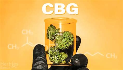 High Cbg Strains Available Today Everything About Cannabigerol Herbies Seeds Uk