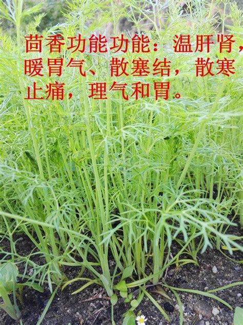 茴香——粵凰生態園特色 每日頭條