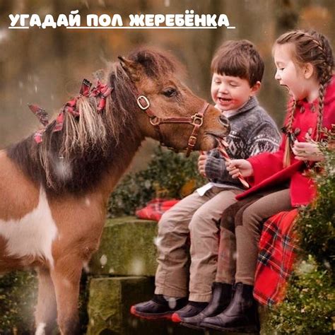 Конный Центр Таганрог Наша пони РОЖАЕТ Вот вот на свет появится