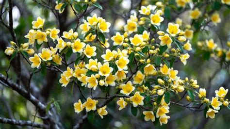 Puakenikeni Tree Grow Fragrant Hawaiian Lei Flowers