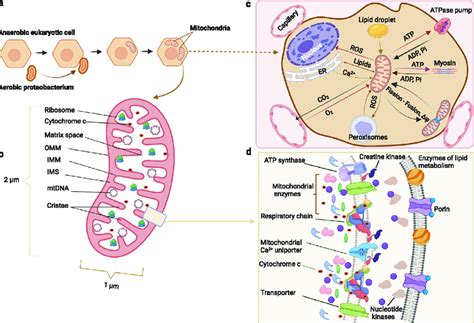 Mitochondrial Structure Function And Communication With Other Download Scientific Diagram
