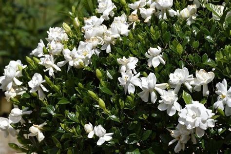 Gardenia Veitchii 1 Extra Large 3 Gallon Plant Gardenia Jasminoides