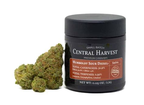 Cannabis Clones For Sale At Gage Cannabis Co