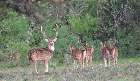 The Deer Of Summer Sports Afield