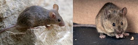 13 Types Of Mice And Rats Found In Nevada Nature Blog Network