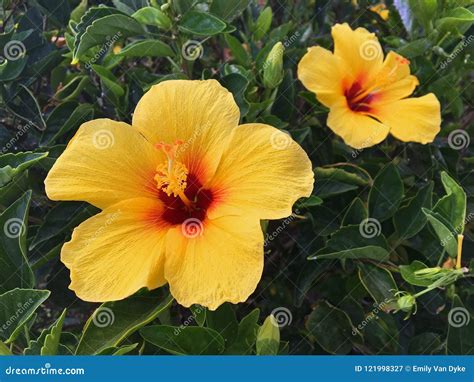 Yellow Hibicus Flowers In Profile Maui Hi Stock Image Image Of