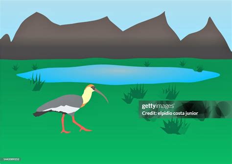 Brazilian Bird Curicaca High Res Vector Graphic Getty Images