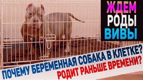 Зачем заперли беременную собаку в клетку Неужели родит раньше срока Youtube