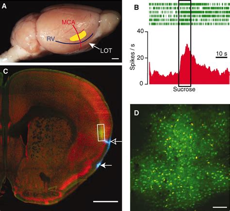 Primary Gustatory Cortex
