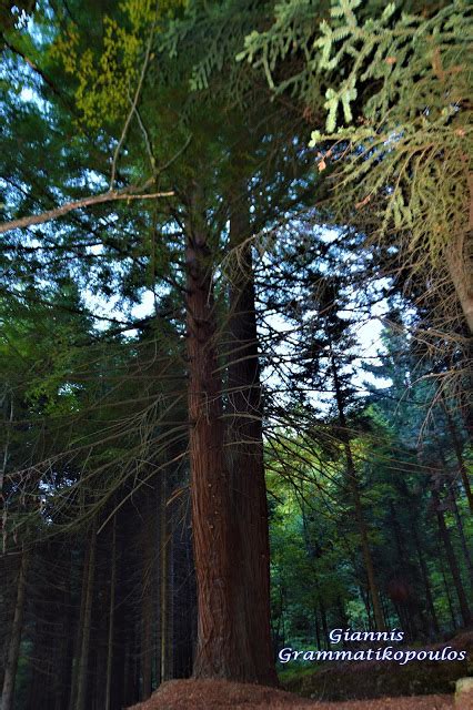 ΠΙΕΡΙΚΗ Σεκόγια Sequoia sempervirens στα Σκοτεινά Μόρνα Πιερίας