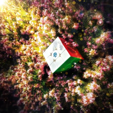 Premium Photo Gan Cube In The Bushes