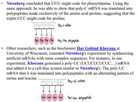 Deciphering Of The Genetic Code Pptx
