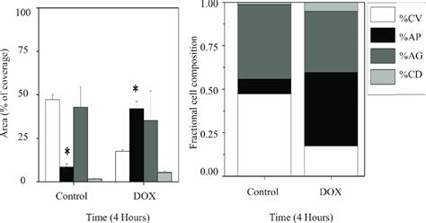 Doxorubicin Effect On Cells After Four Hours Left The Apoptosis Doxorubicin Effect On Cells After Four Hours Left The Apoptosis