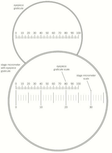 Microscope Measurements And Calculations Flashcards Quizlet
