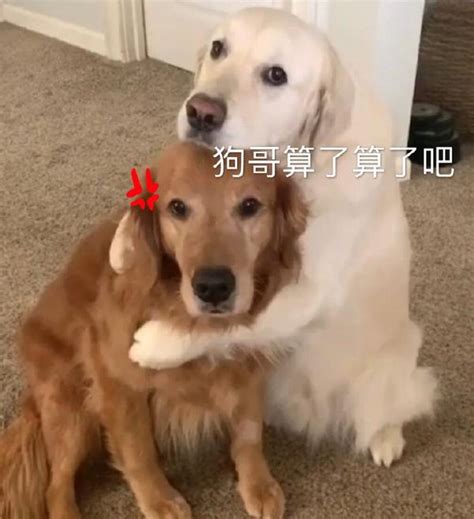 表情包 我要去炫砂糖桔了 知乎