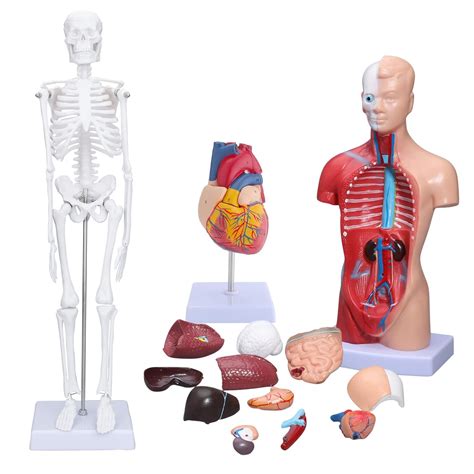 Annwah Human Anatomy Torso Model Sets Of 3 Human Heart Torso And
