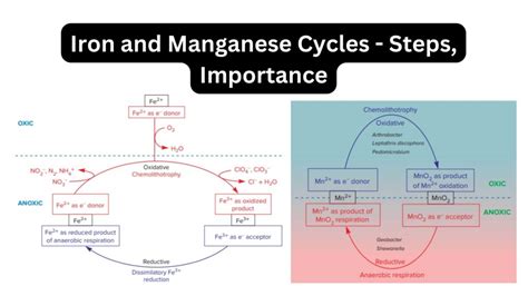 Phosphorus Cycle Definition Steps Examples Significance And Human Impacts Biology Notes