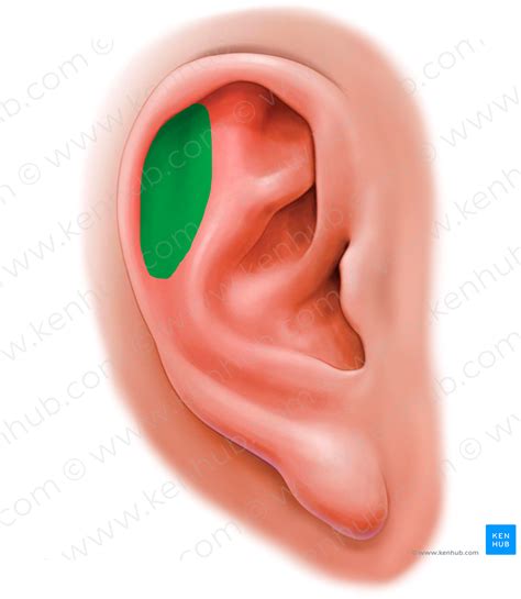 Scaphoid Fossa Of Auricle 20188 Kenhub Image License Store