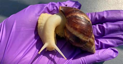 Alerta En Florida Por La Aparición De Caracoles Gigantes Africanos Las