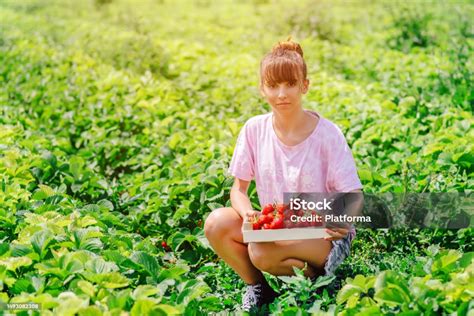 딸기를 따고 먹는 소녀 딸기 공장의 산업 재배 잘 익은 붉은 과일 딸기와 부시 농장에서 열매의 자연 재배 에코 건강 유기농 식품