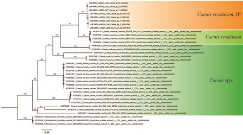 maximum likelihood tree of barcoding regions partial codes of coi
