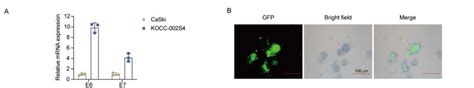 Genetic Engineering In Organoids Creative Bioarray Creative Bioarray