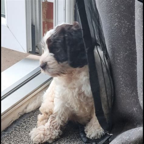 Cockapoo Sale Thurnscoe South Yorkshire Cockapoo Puppies