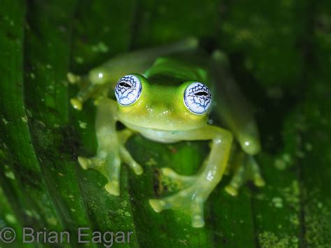Glass Frog Wallpaper