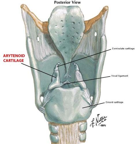Corniculate Cartilage