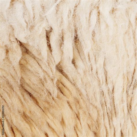 Sheep Wool Texture Background Stock Photo Adobe Stock