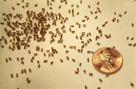 Azuma Leasing Keeping Fruit Flies And Gnats Out Of Your Home