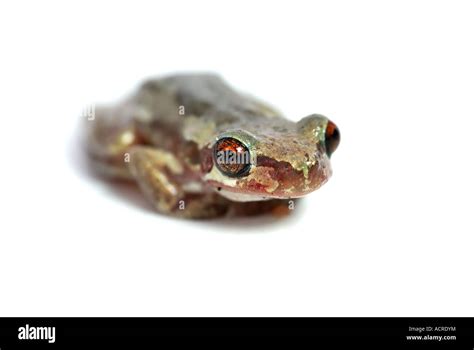 A Bleating Tree Frog With Red Eyes Litoria Dentata Isolated On White