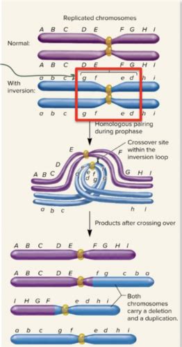 Chapter 8 Variation In Chromosome Structure And Number Exam 2 Flashcards Quizlet
