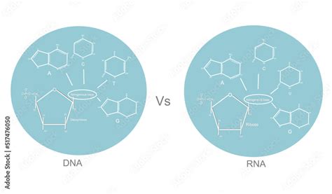 The Chemical Structure Of Molecular Biology Dna And Rna That Including Phosphoryl Group