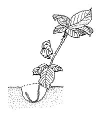 Layering Propagation 5 Types Advantages Disadvantages