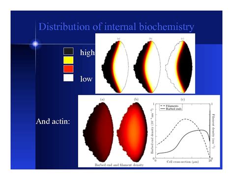 Cell Polarity Models And Simulating Cell Motility Using The Cellular