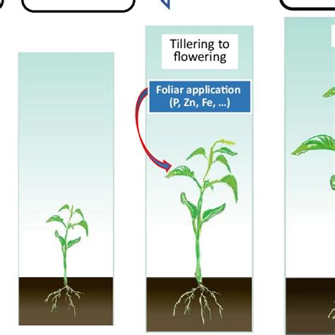 Schematic Presentation Of Timing Expressed As Crop Development Stages Download Scientific