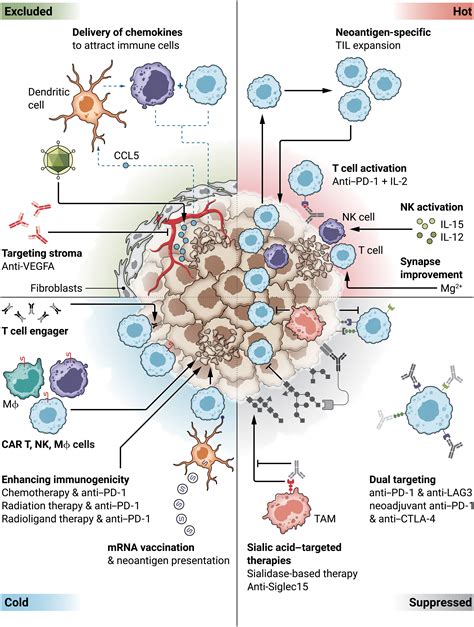 Cancer Treatment Immunotherapy